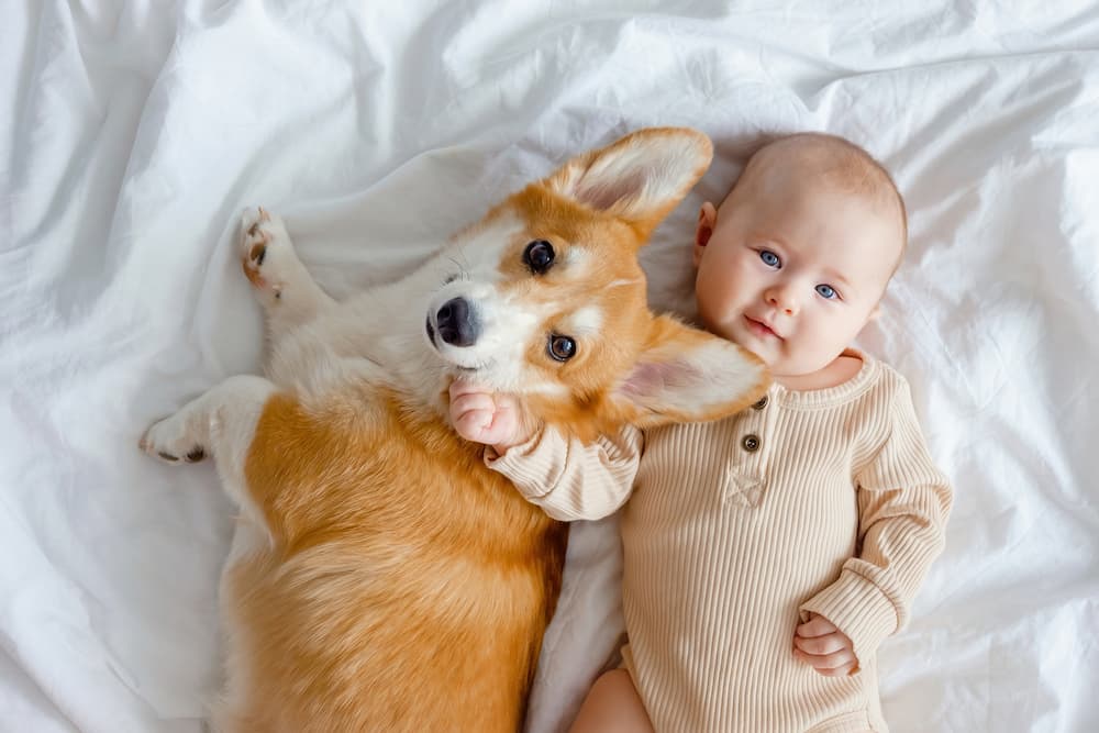 Vivre avec un bébé et un chien : ce qu'il faut savoir